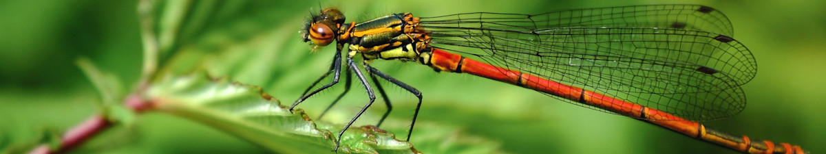 Insects/Reptiles Images, Pictures, Photos - Insects/Reptiles ...