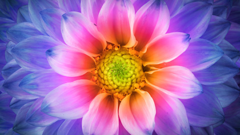 Flower Images, Pictures, Photos - Flower Photographs | Shutterstock
