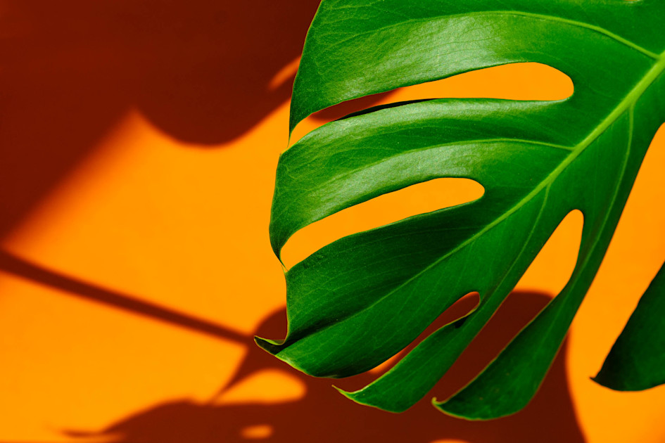 Lizenzvergleich | Shutterstock