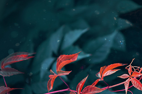 Explore Reverse Image Search for Video | Shutterstock