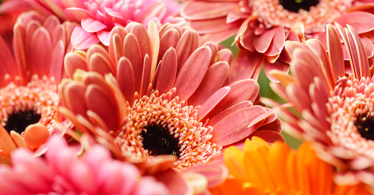 Descarcă imagini gratuite de flori și fotografii - Shutterstock