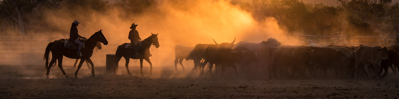 Way Out West - Curated Collection - Shutterstock