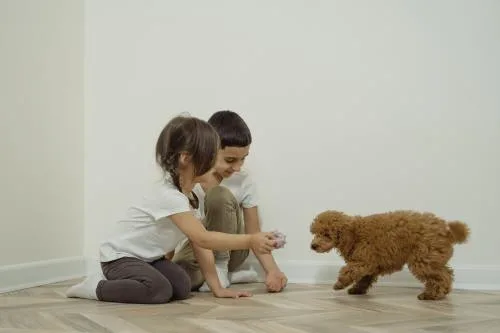 Dividing Inherited Property Between Siblings | Trust & Will