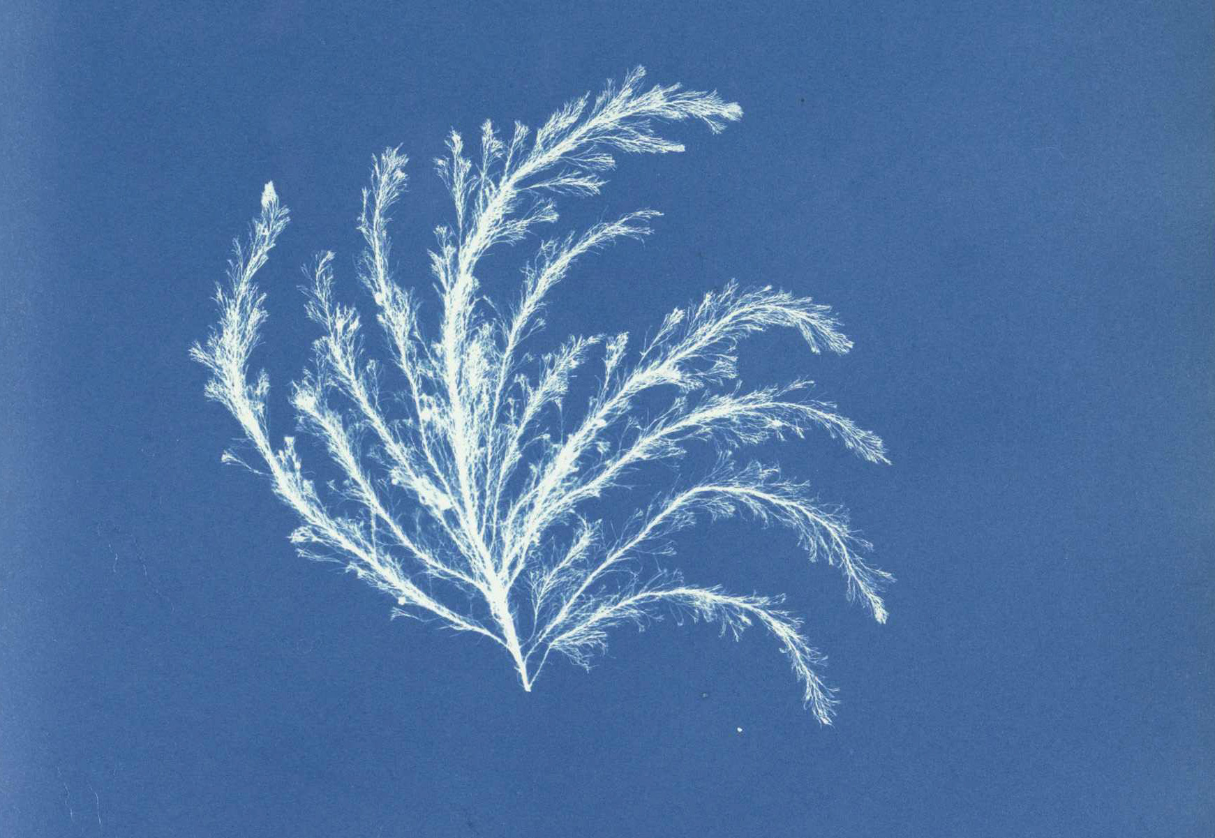 La cianotipia de Anna Atkins | Europeana