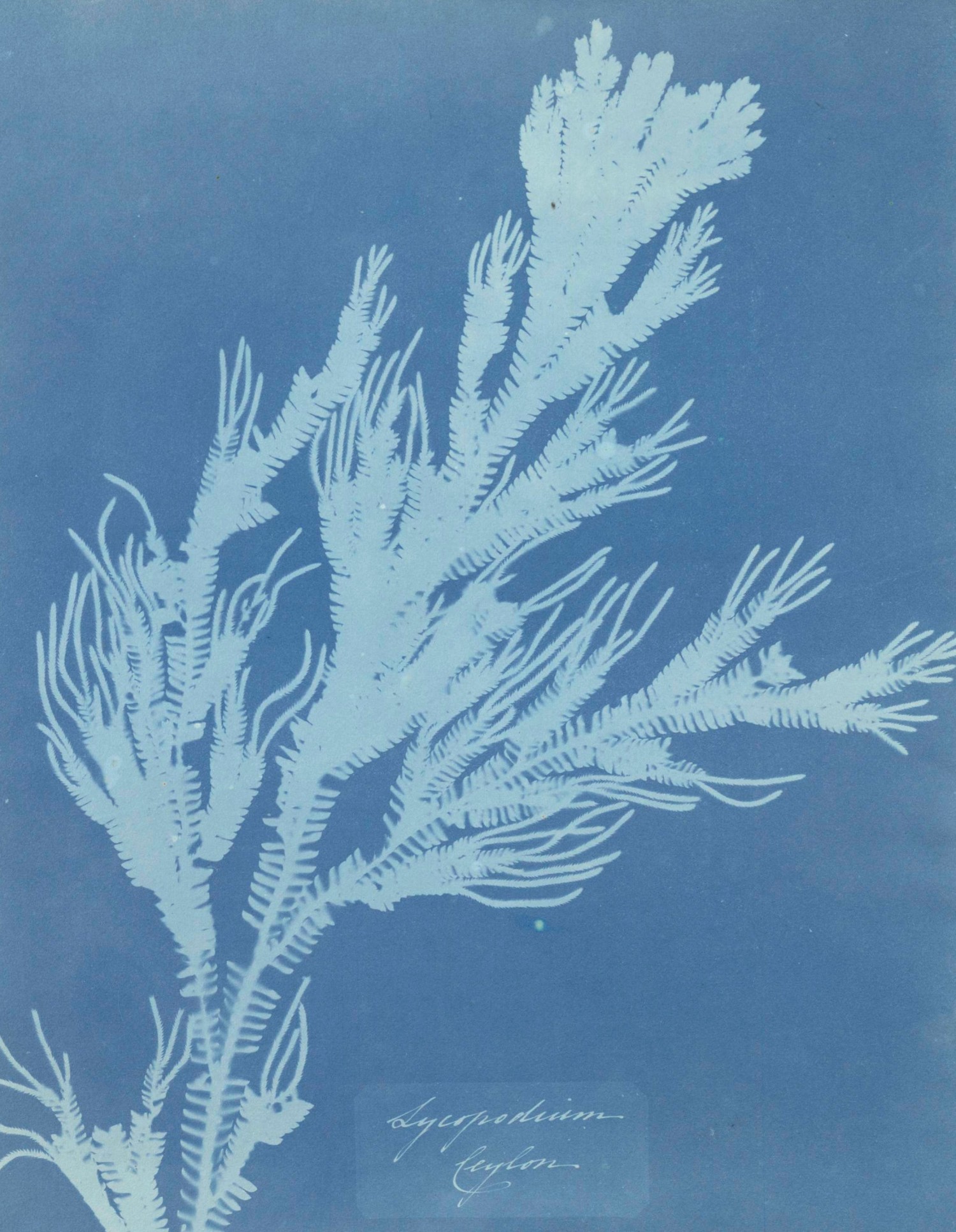 First Camera Invented By Alexander Wolcott