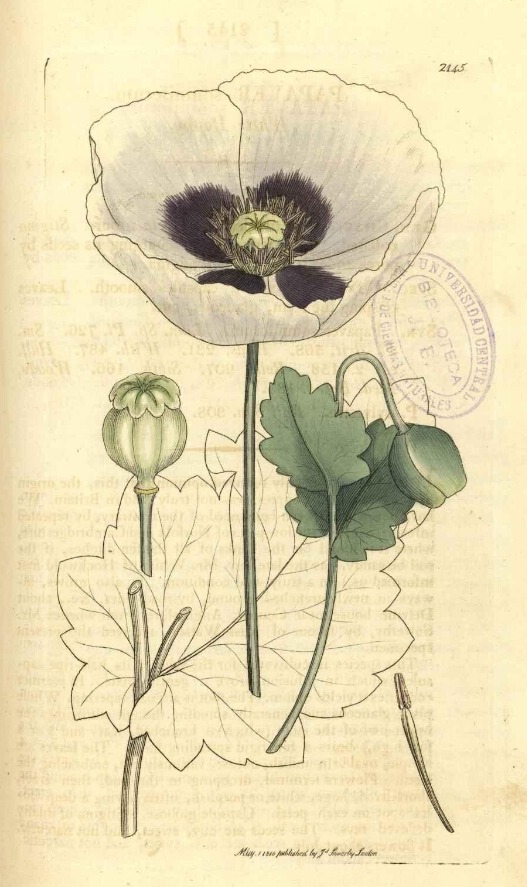 Opium Poppy Plant Drawing