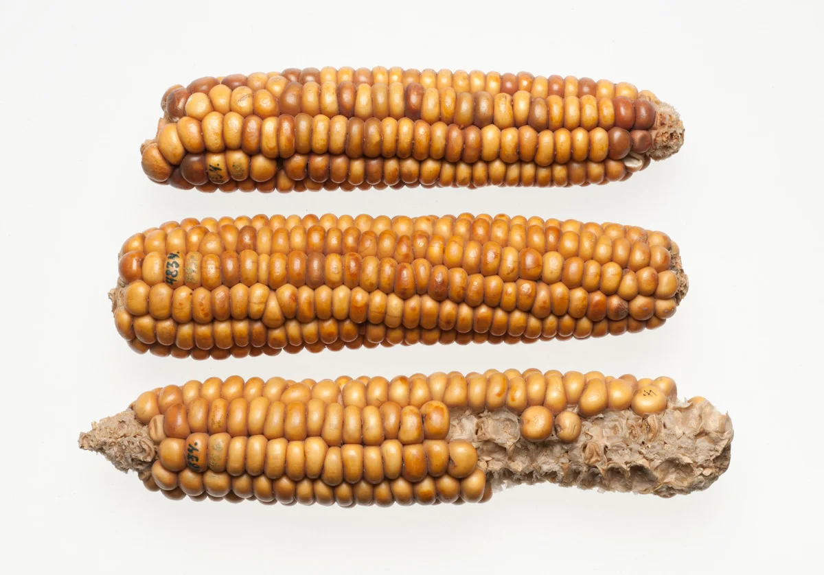 Corn: a versatile plant with a long history | Europeana