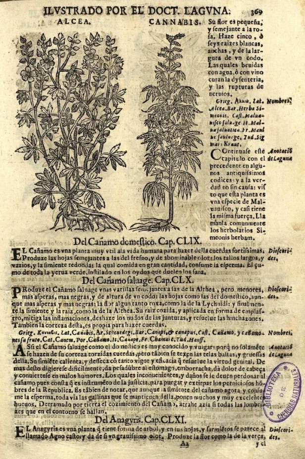 Hoja De Cannabis Medicinal