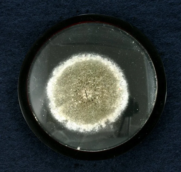 alexander fleming penicillin