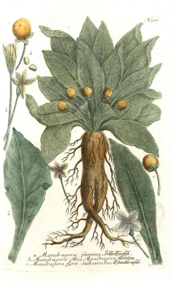 mandragora root ecclesia