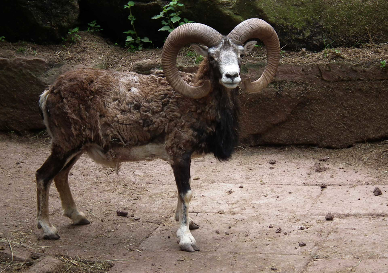North Ronaldsay Sheep, Rare and Hardy | Handwoven