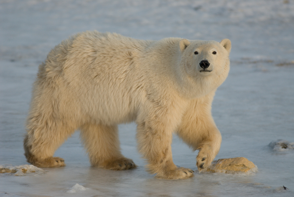 Polar Bear Research in a Pandemic | Polar Bears International