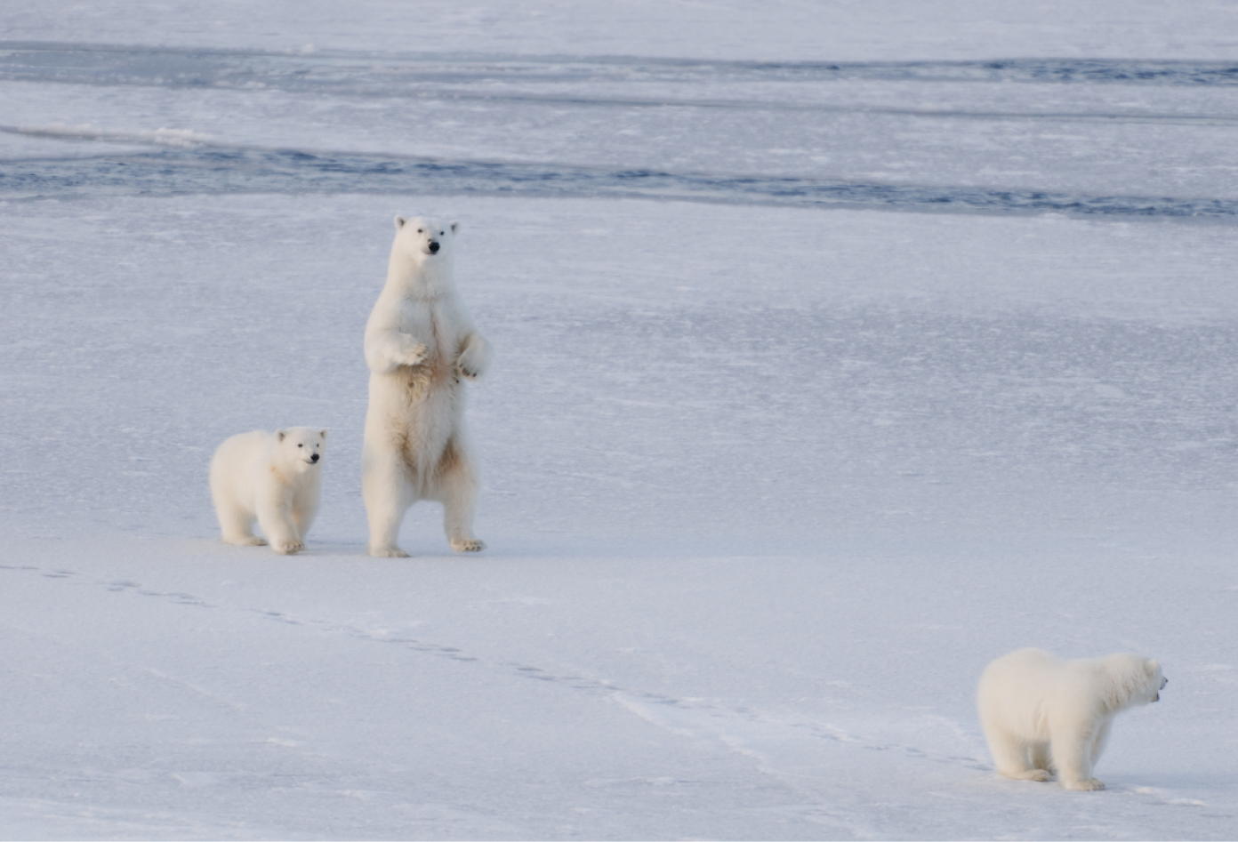 Polar Bears International