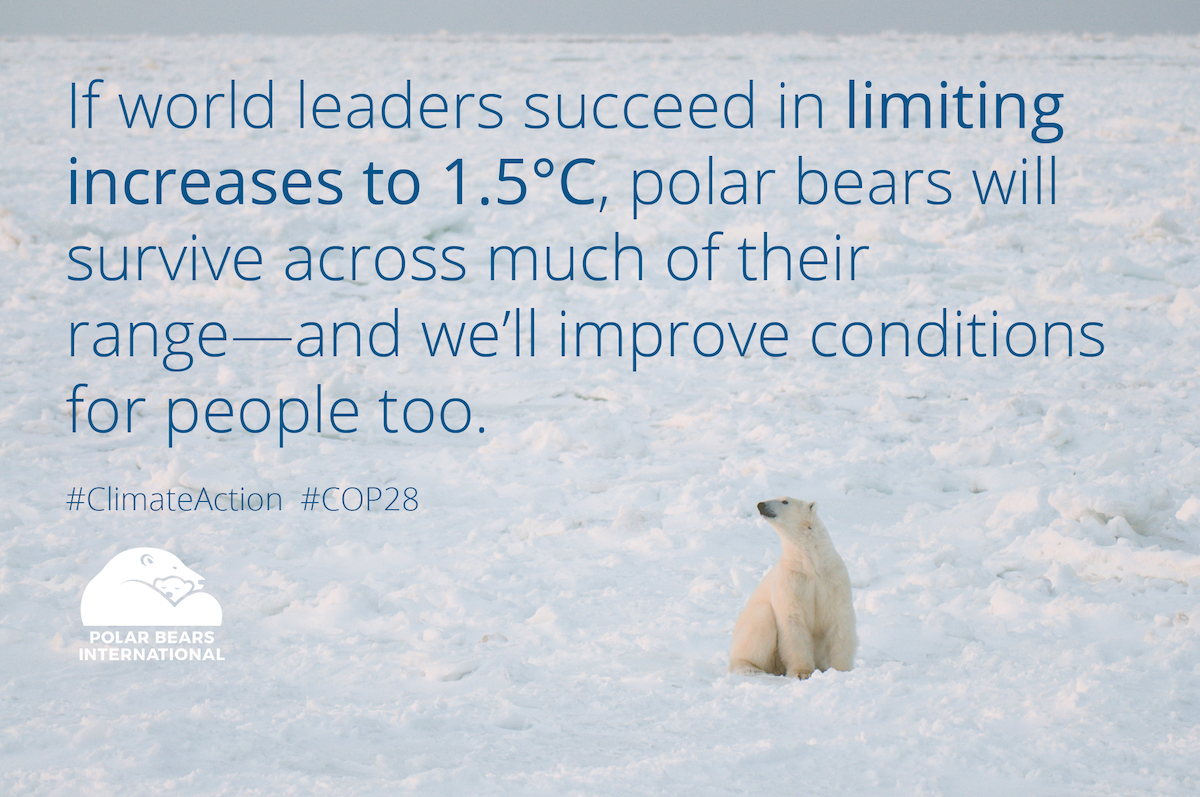 Polar Bear Week Toolkit | Polar Bears International