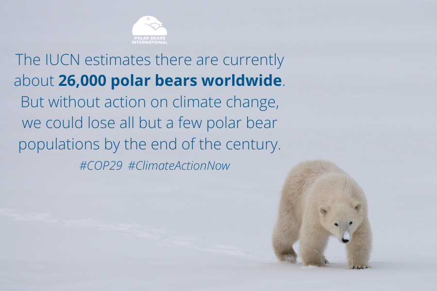 Polar Bear Week Toolkit | Polar Bears International