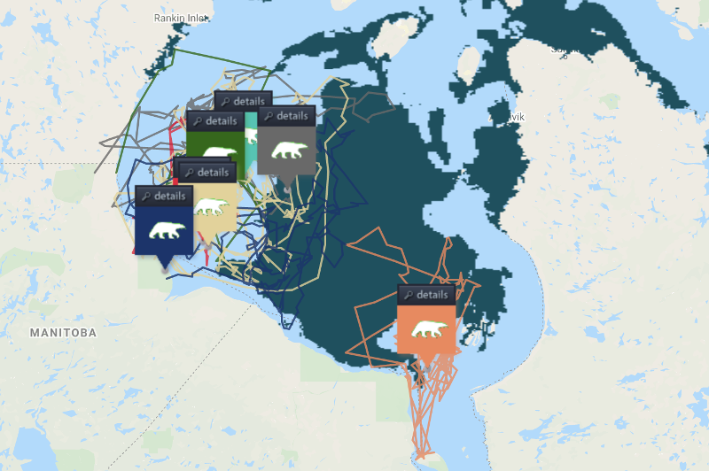 Polar Bear Tracker Update: Summer 2021 | Polar Bears International