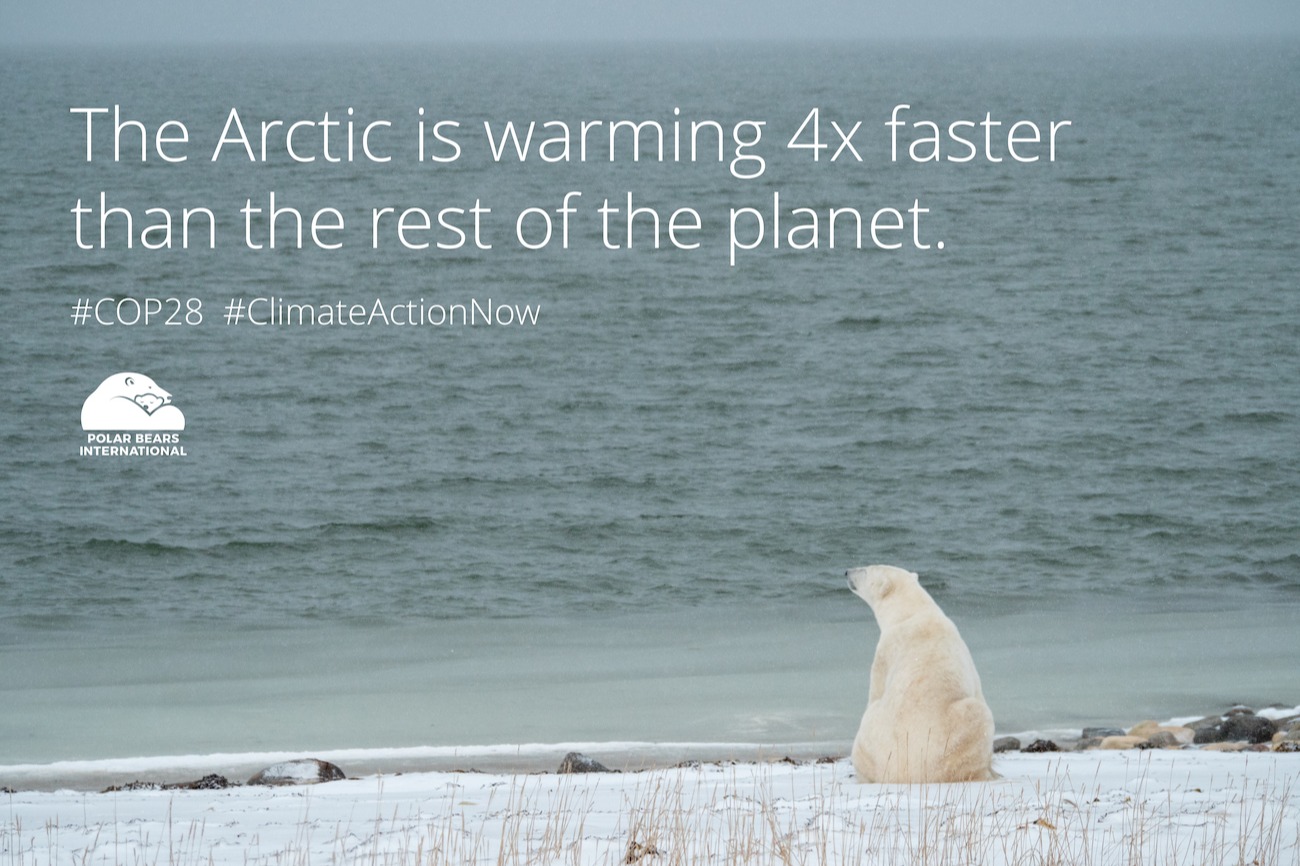 Polar Bear Week Toolkit | Polar Bears International