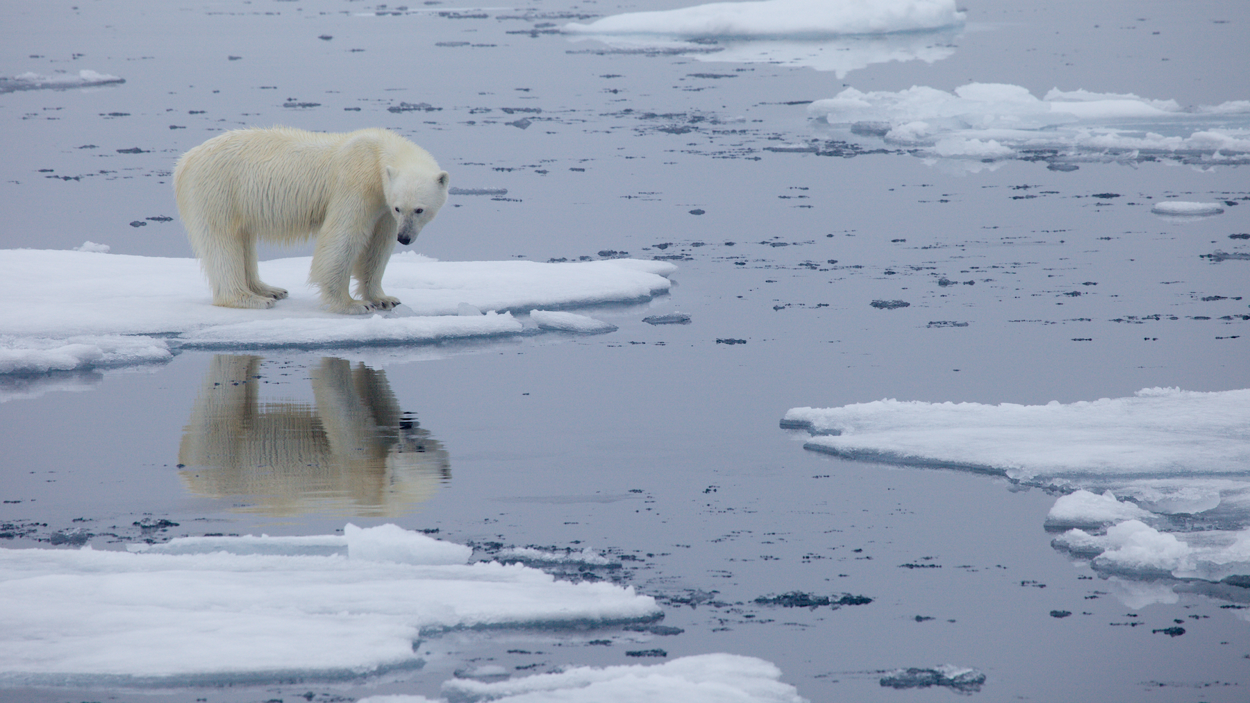 Status | Polar Bears International