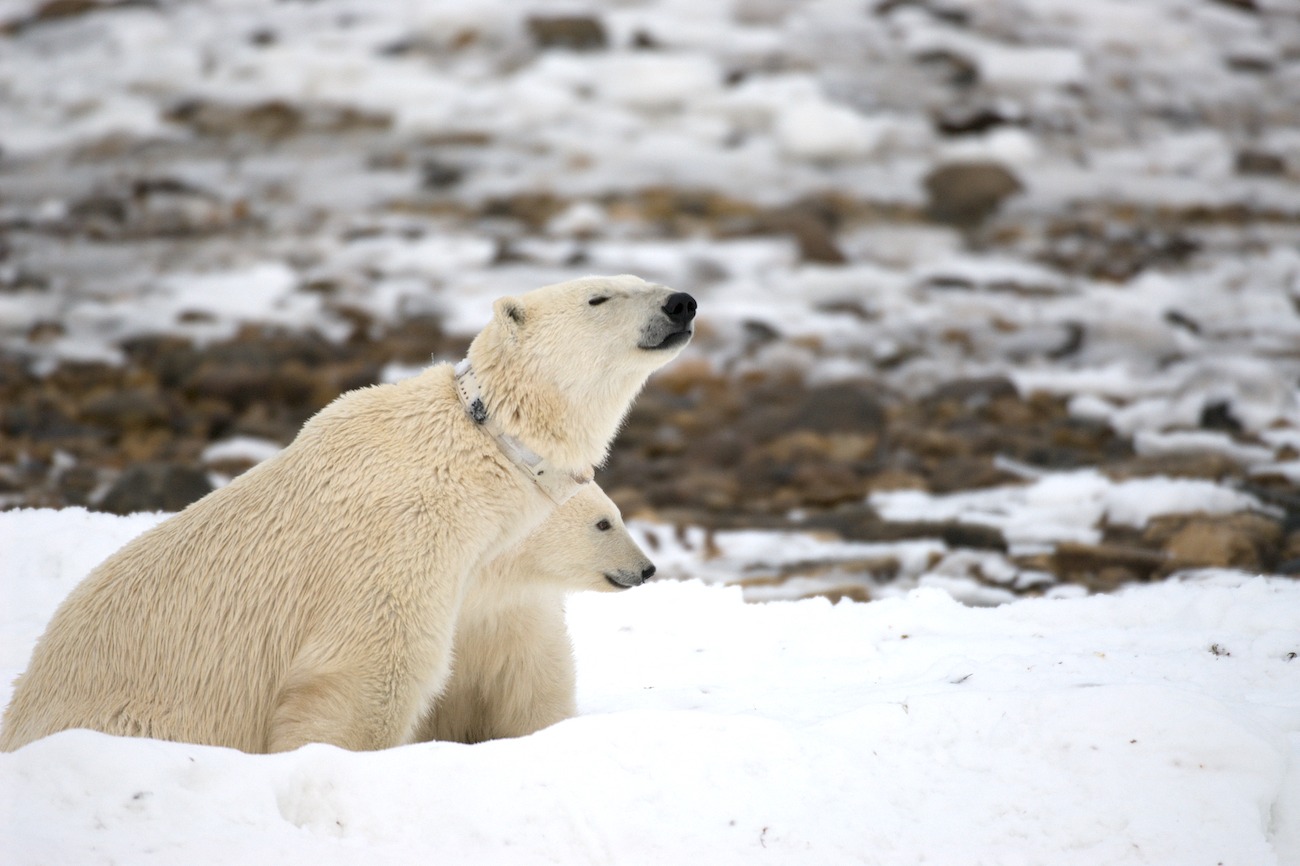 The Importance of Satellite Tracking to Polar Bear Conservation | Polar ...