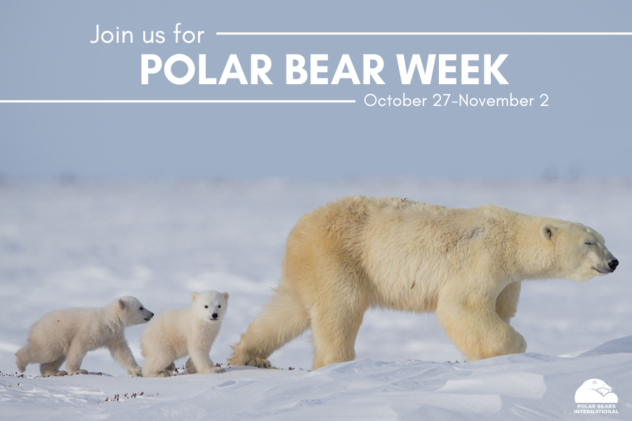 Polar Bear Week AAC Toolkit | Polar Bears International