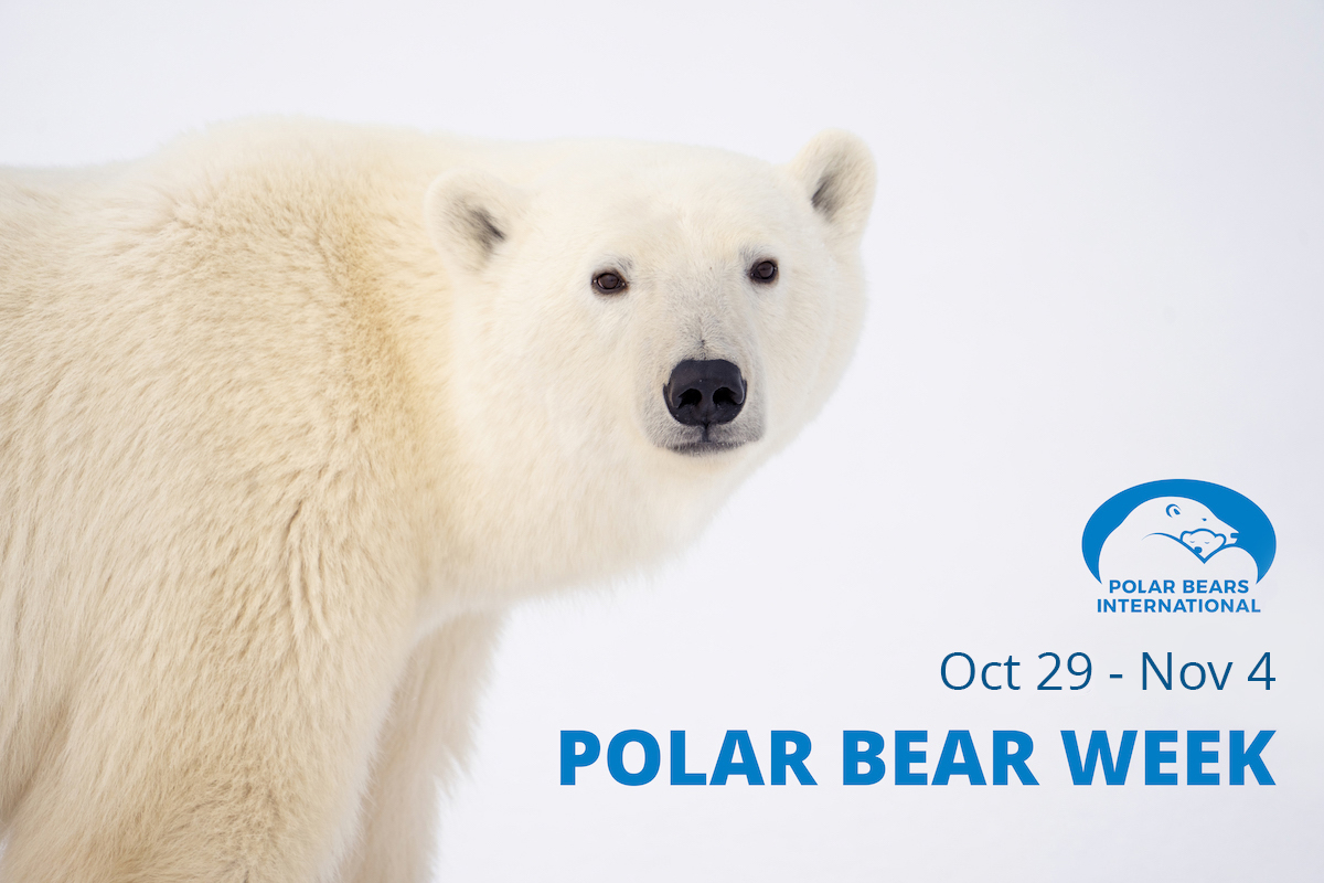 Polar Bear Week Toolkit | Polar Bears International