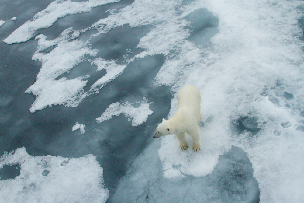 Polar Bear Tracker Curriculum Unit | Polar Bears International