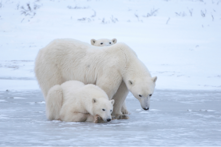 Education Center | Polar Bears International