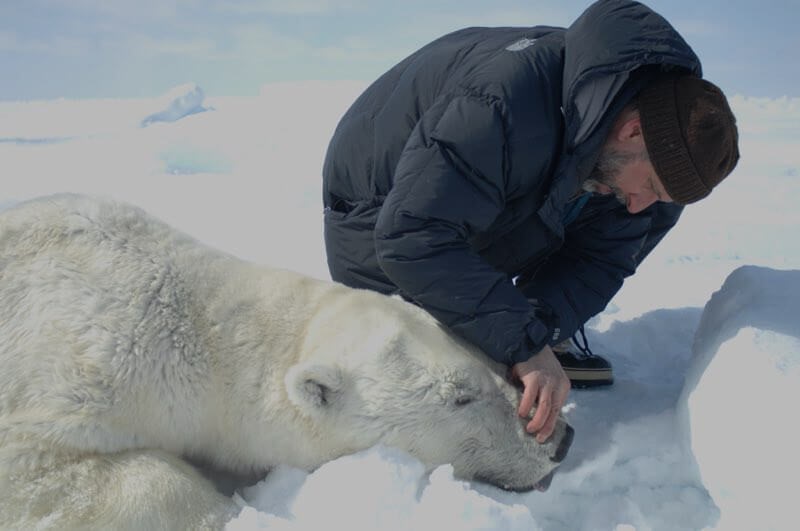 Polar Bear Research in a Pandemic | Polar Bears International