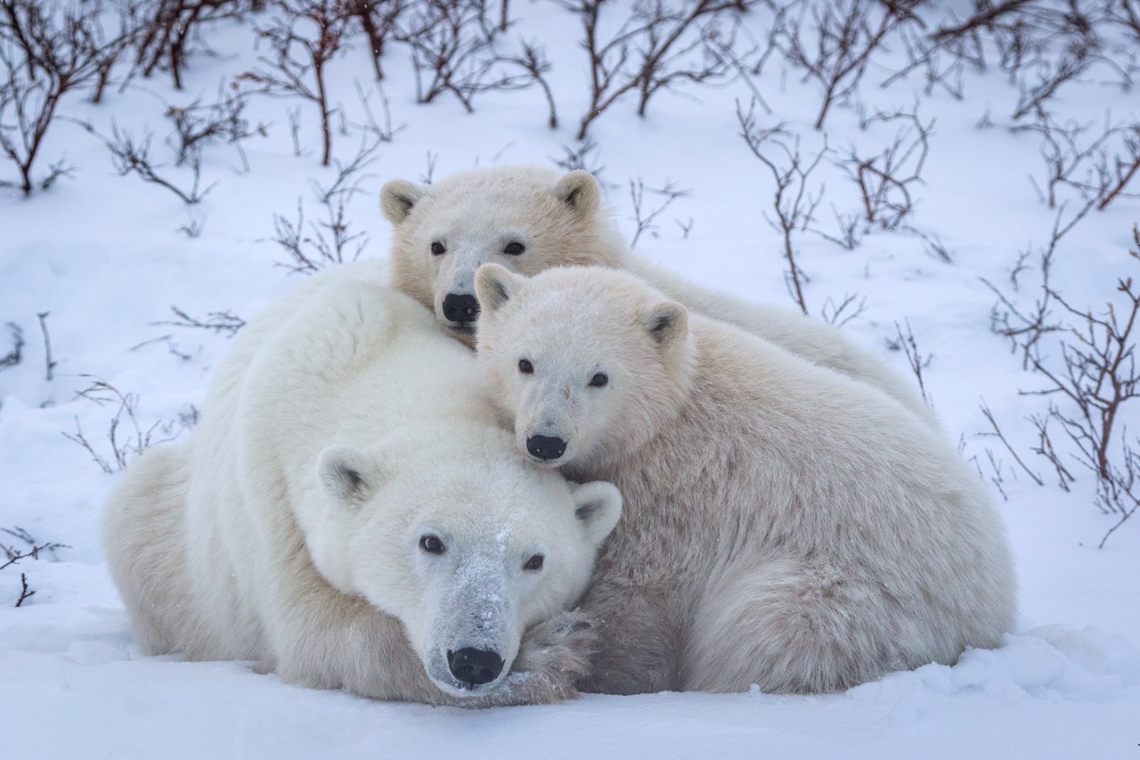 Polar Bear Mom & Me Curriculum Unit | Polar Bears International