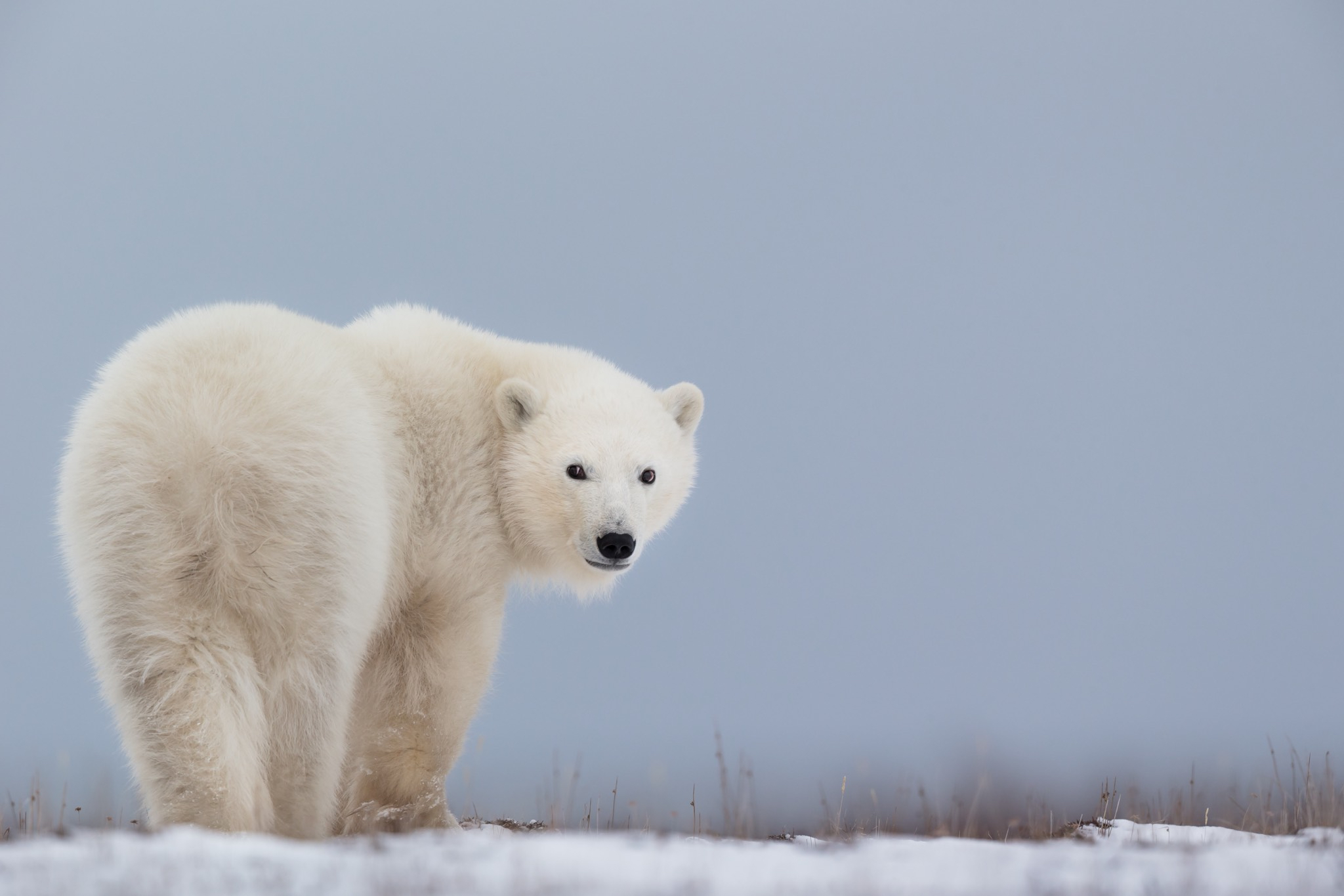 Russian Polar Bears: Human-Bear Coexistence | Polar Bears International