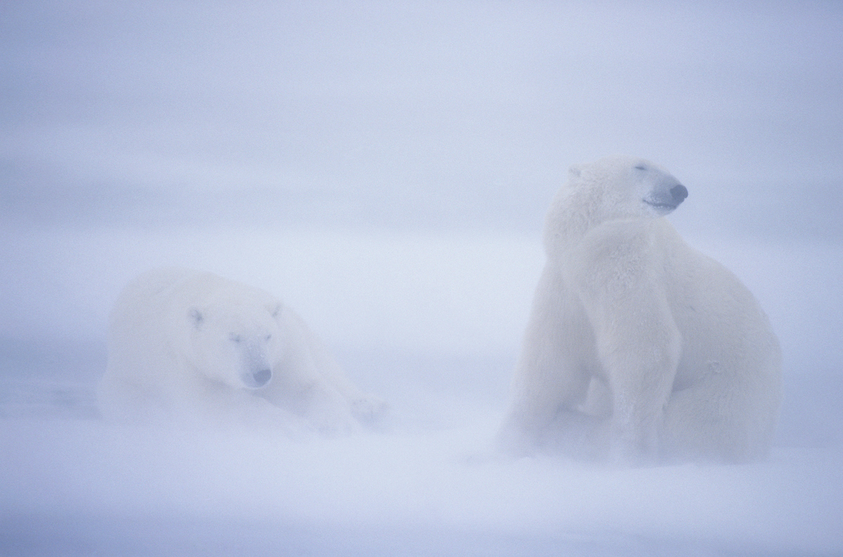 Take Action | Polar Bears International