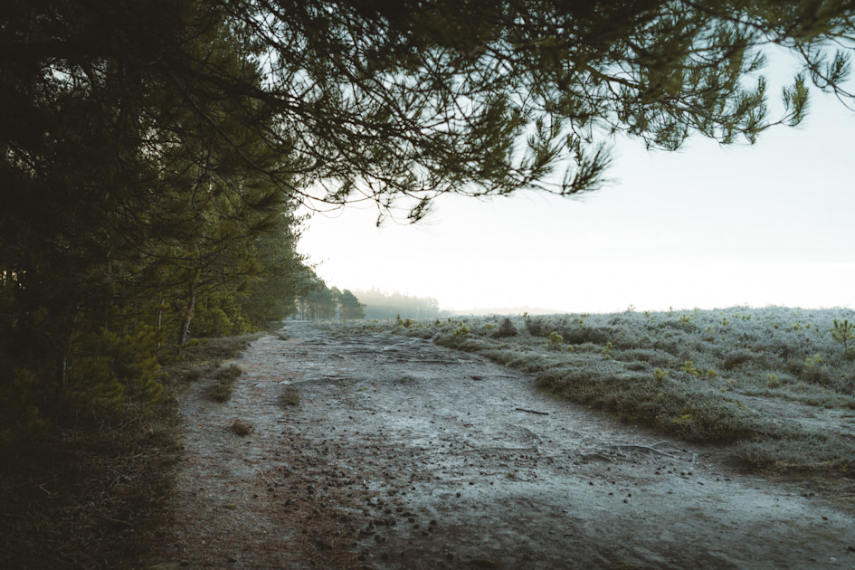 Things to Do in the New Forest with Kids | Plum Guide