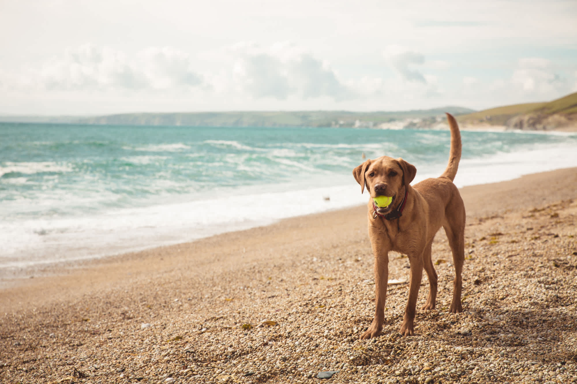 Our Favourite Dog-Friendly Cottages in Cornwall | Plum Guide