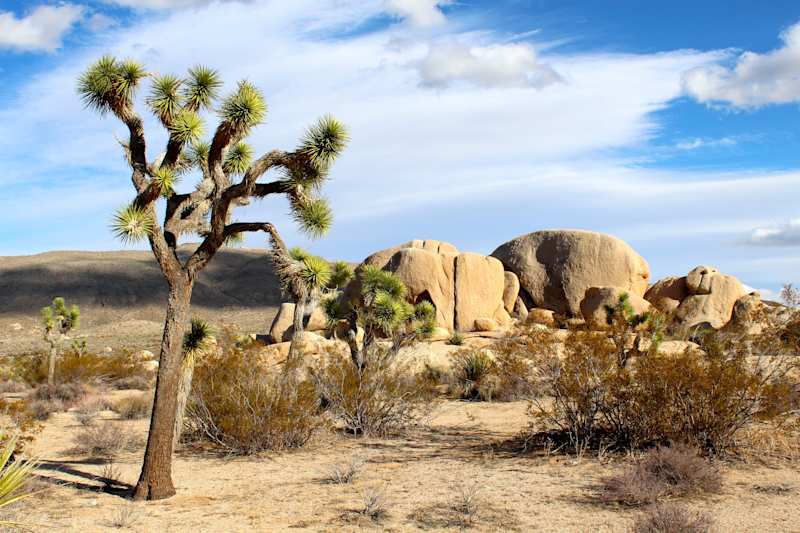 Joshua Tree Day Trip Guide | Plum Guide