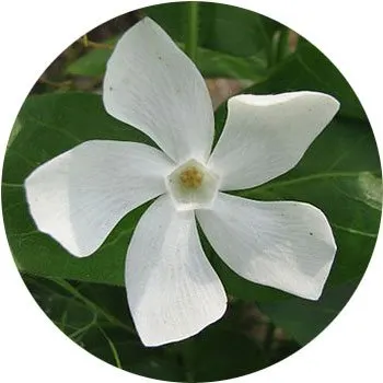 48 Types of White Flowers | Proflowers Blog