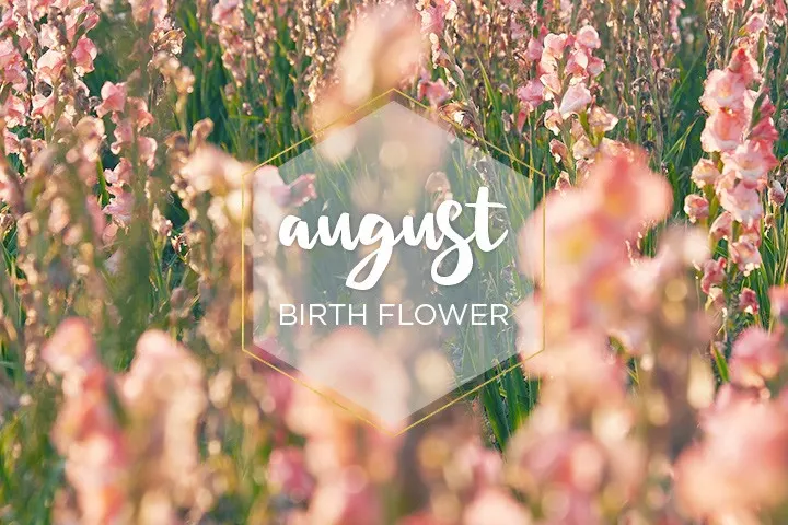 August Birth Flower: Gladiolus - FTD.com
