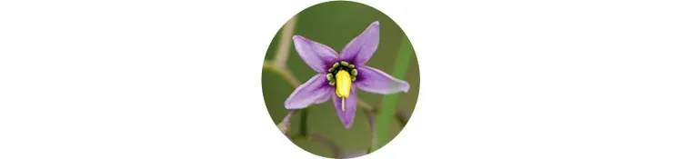 62 Types of Purple Flowers