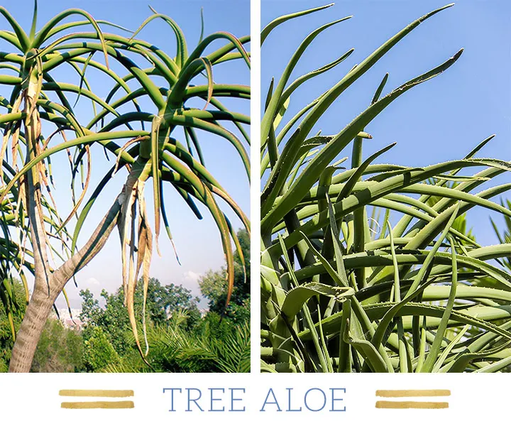 127 Stunning Desert Plants - FTD.com