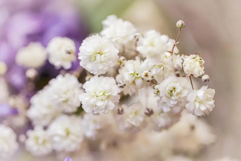 Allergy Sufferer’s Guide to Plants & Flowers - Fresh by FTD