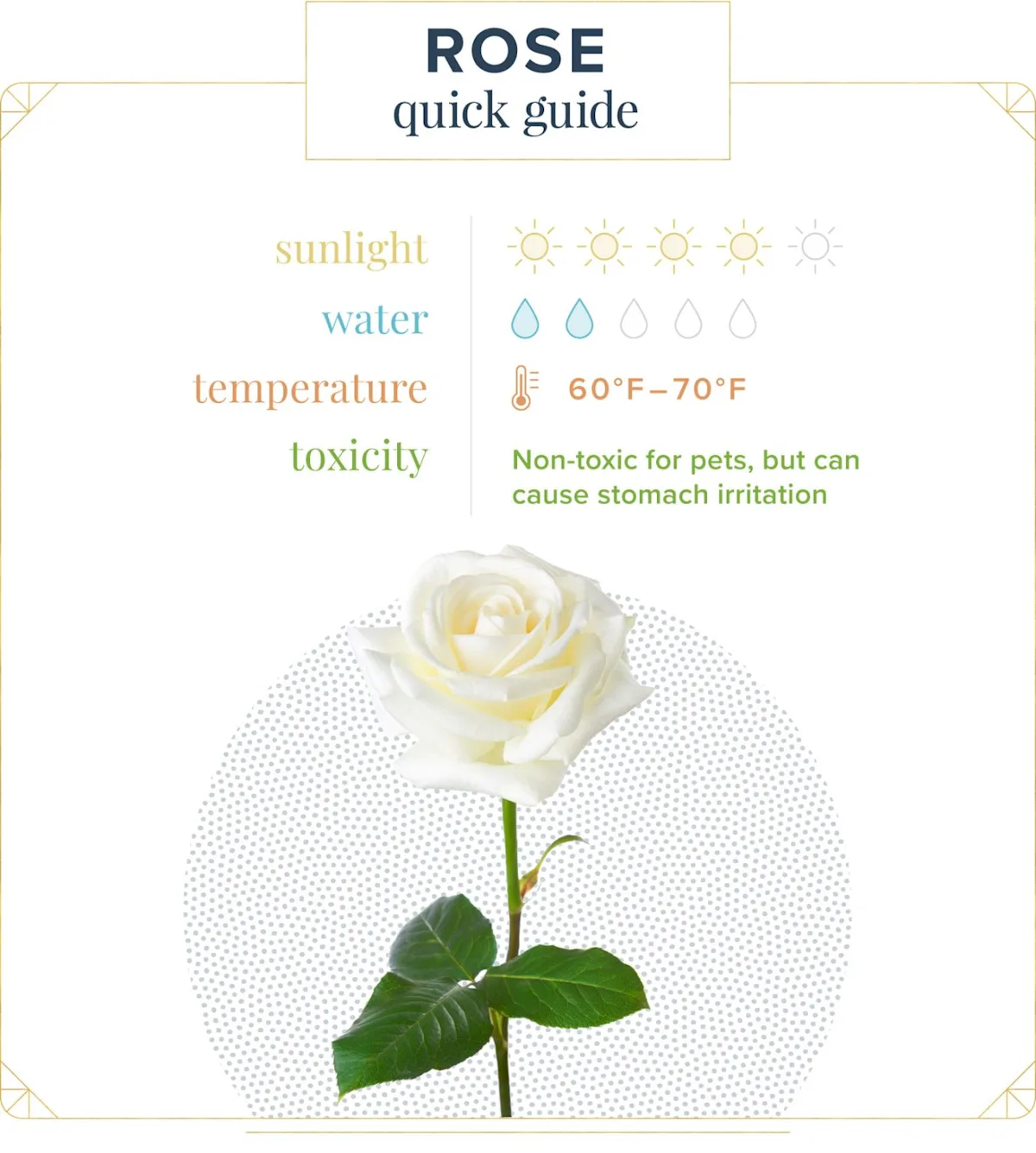 Rose Care Guide: Growing Tips and Info | Proflowers Blog