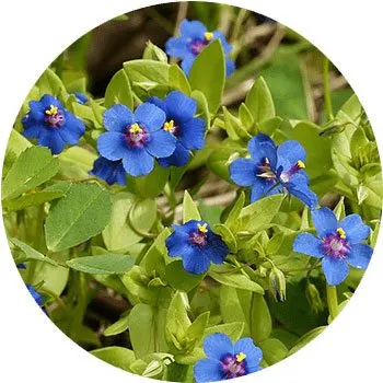 41 Types of Blue Flowers - ProFlowers Blog