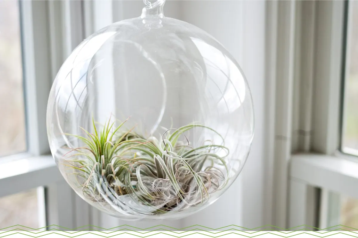 11 Adorable Mini Succulents Uses + Growing Tips | Proflowers Blog