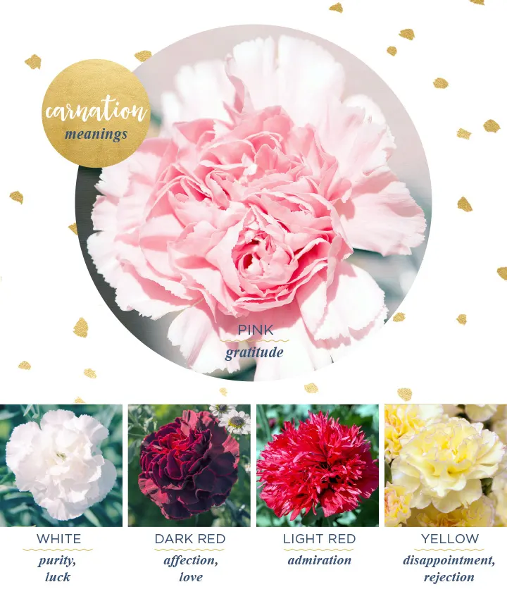 Carnation Meaning and Symbolism - FTD.com