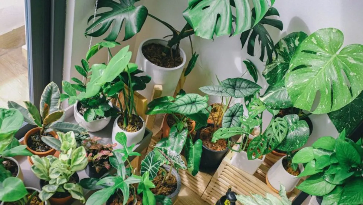 National Houseplant Day: Houseplant Appreciation Day | Proflowers