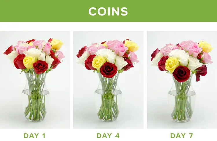 How to Make Flowers Last Longer: 9 Tricks | Proflowers Blog