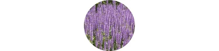 62 Types of Purple Flowers