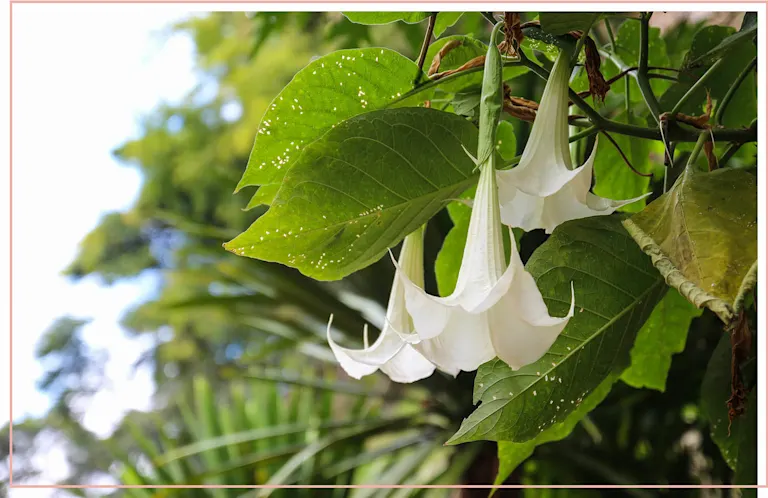 36 Kinds of Flowering Weeds + Tips on Finding Beauty in Unlikely Places ...