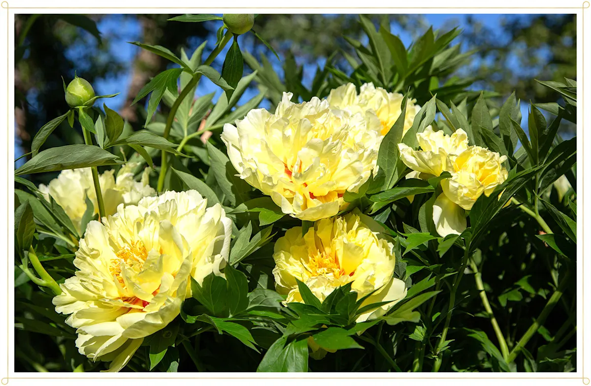 Peony Care Guide: How to Care for Peonies and Growing Tips | Proflowers ...