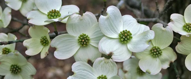 Virginia State Flower - American Dogwood | Proflowers Blog