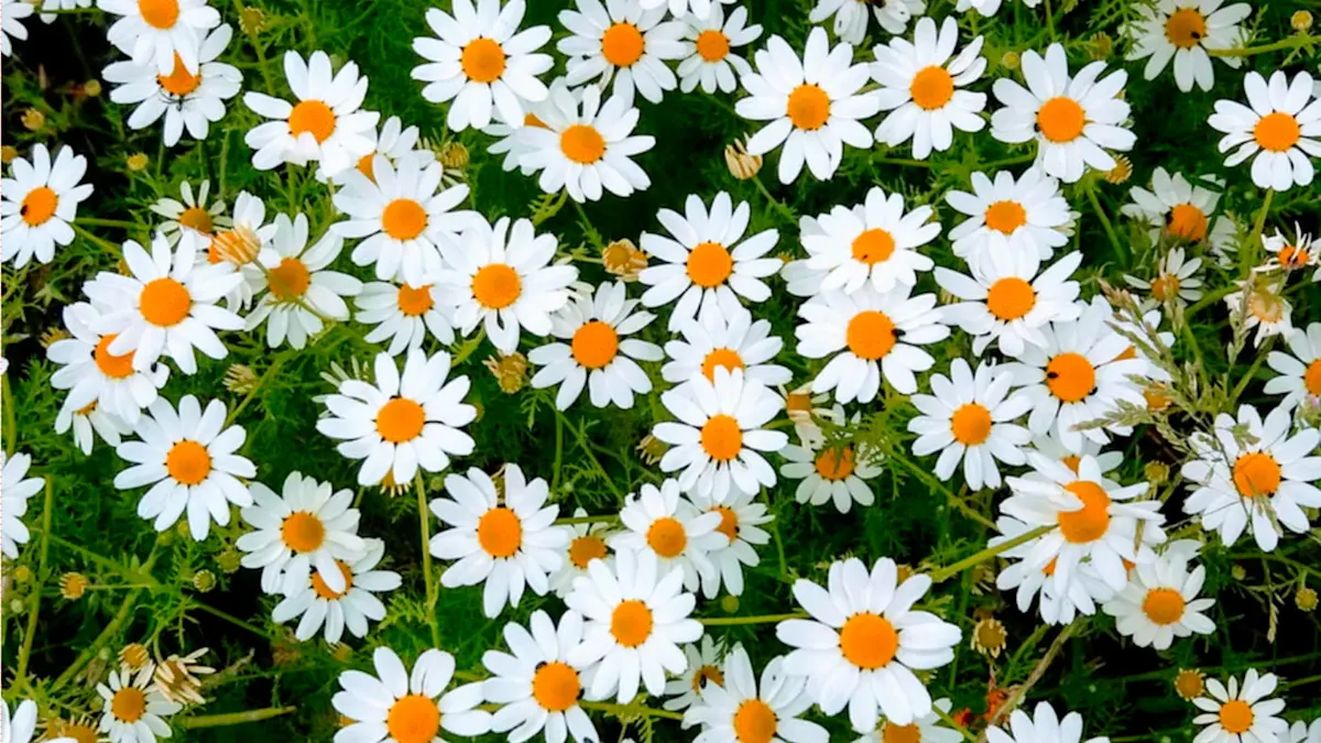 April Birth Flower + More: Daisy | Proflowers Blog